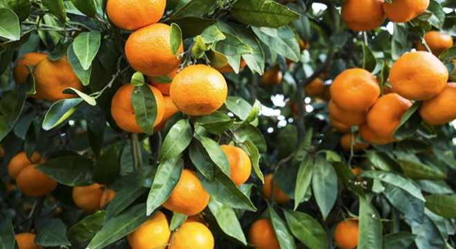 Kayıp olarak aranırken, mandalina bahçesinde ölü bulundu Kayıp olarak aranırken, mandalina bahçesinde ölü bulundu